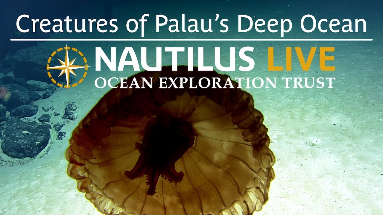 Squishy, Floaty, and Swimmy: Creatures of Palau’s Deep Ocean | Nautilus ...