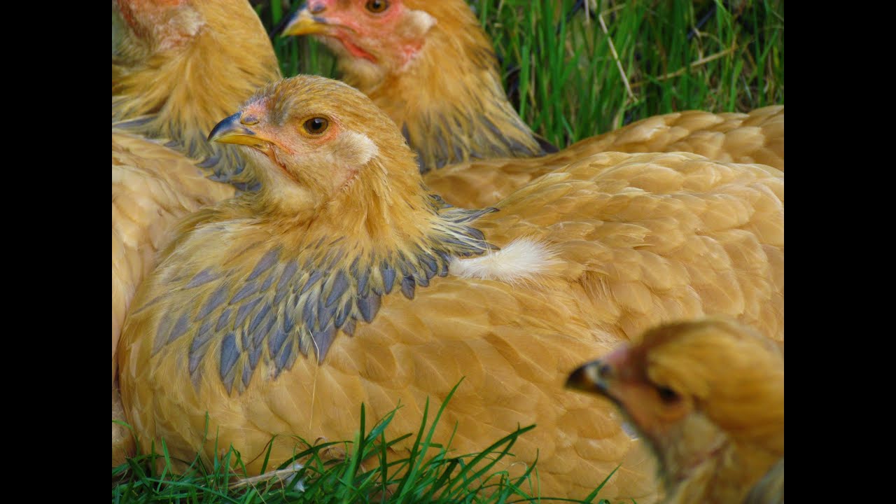 Brahma farm - young blue buff columbian hens - YouTube