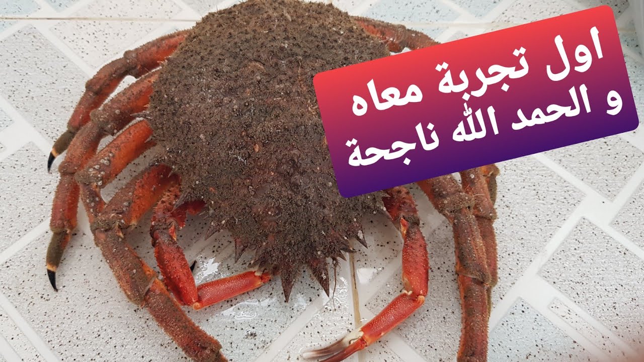 #maroc #أسرار و معلومات حصرية عن طريقة طهي الكراب # crabe #سلطعون_البحر ...