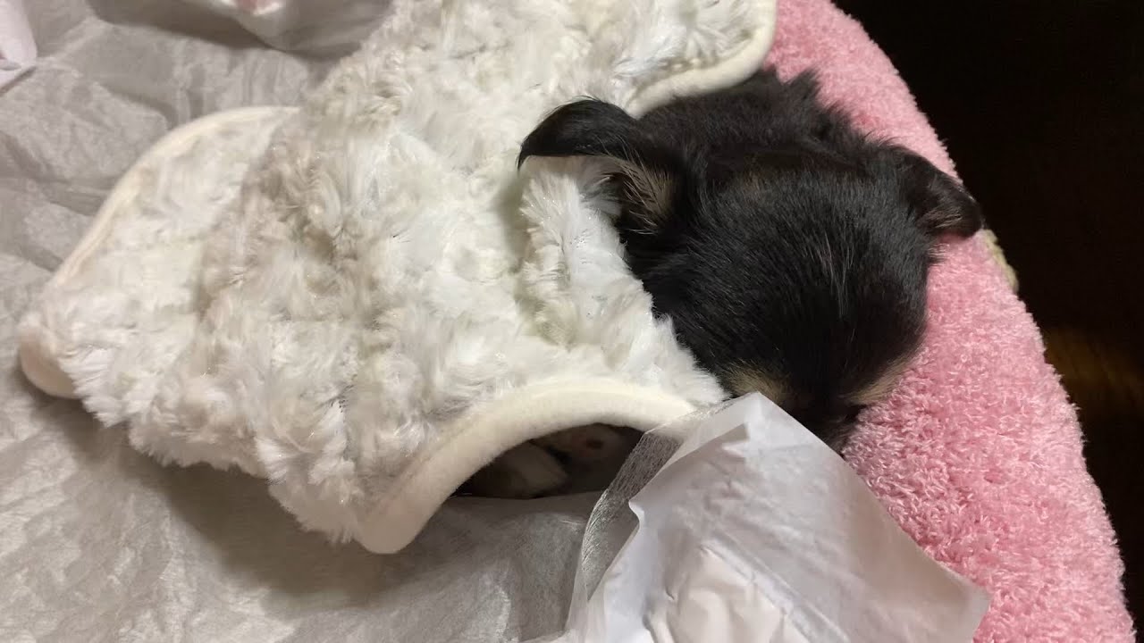Bundle up in a blanket😴🤫 - YouTube