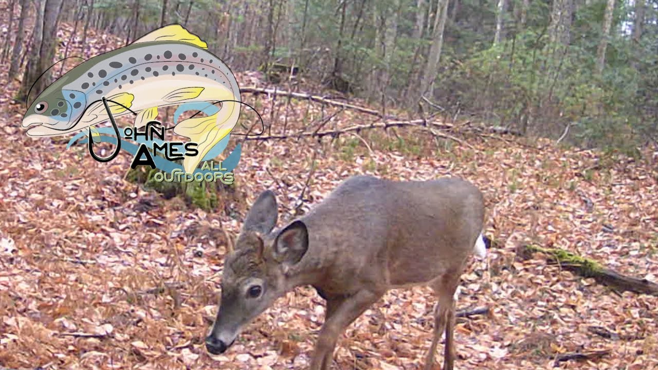 Trail camera footage Deer and more Deer - YouTube