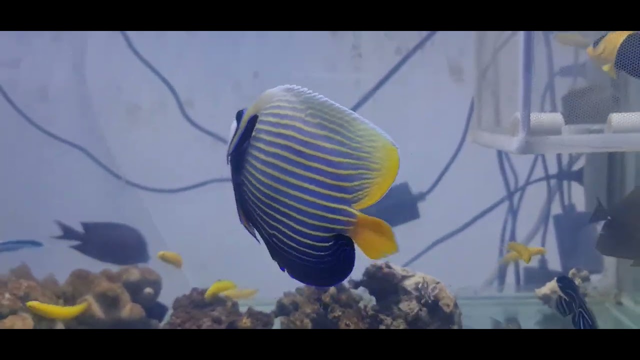 Ikan Angel Batman variasi Ukuran M, L , XL & Jumbo. +62 813-2751-9767 ...