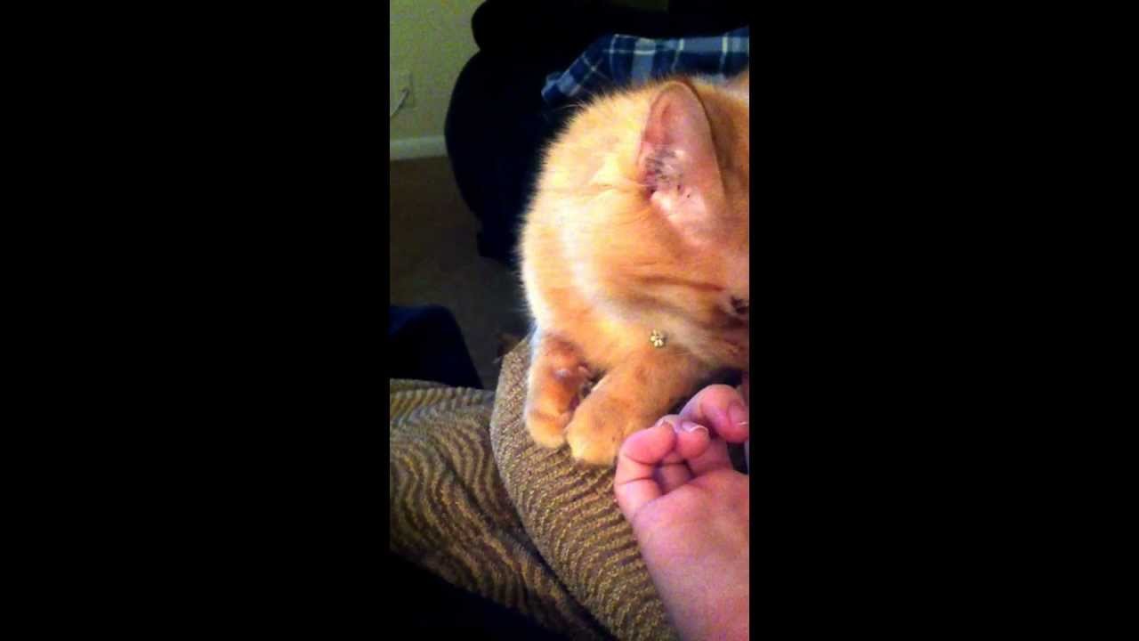 Kitten loves mashed potatoes - YouTube