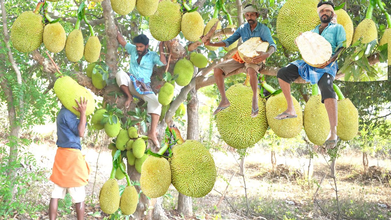Primitive Technology / Finding jack fruit for food / jack fruit nature ...