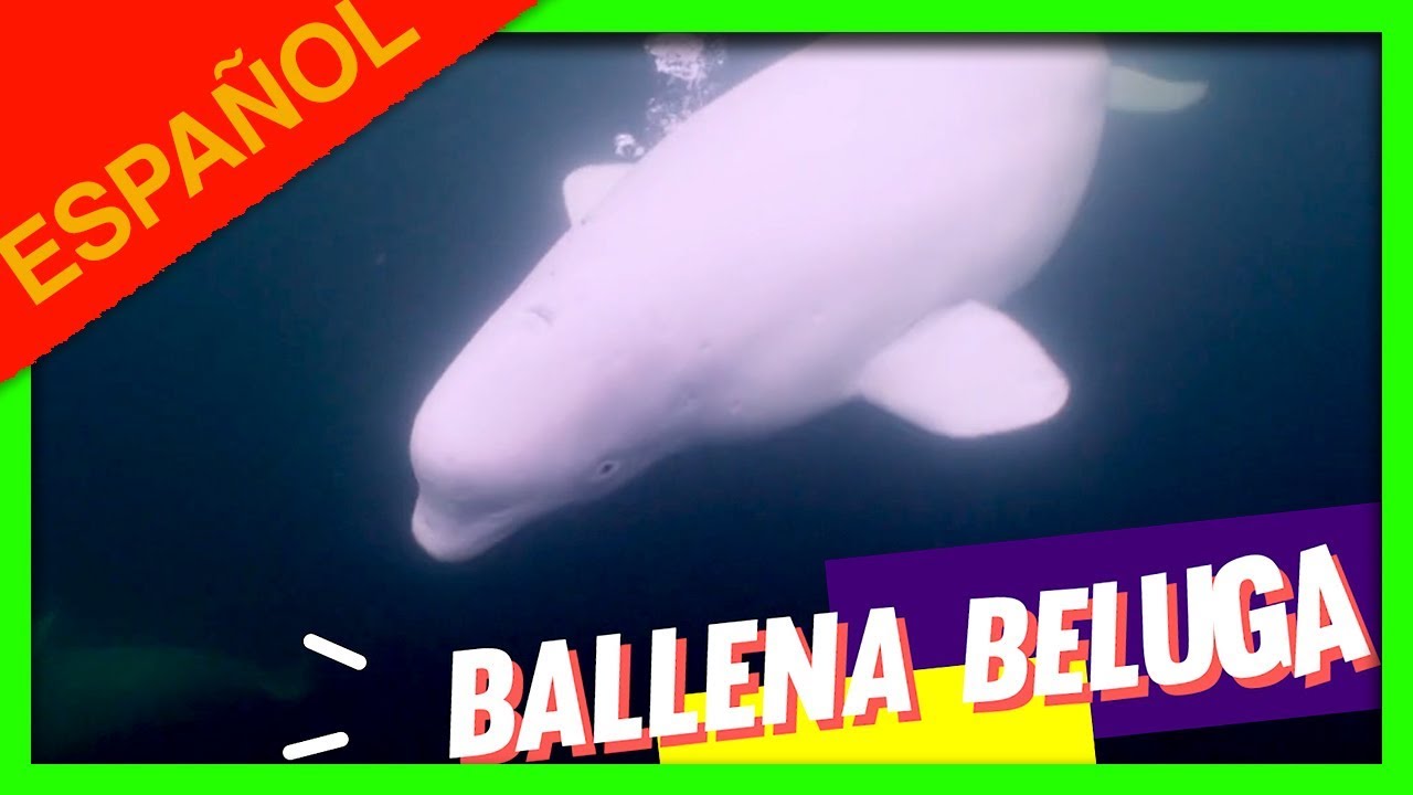 Animales del Mar para Niños Español | Animales Acuaticos y Marinos ...