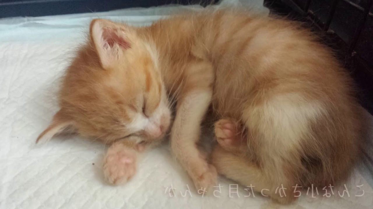 Funny cats doing funny things - Cats Doing Cute Things #7 - YouTube