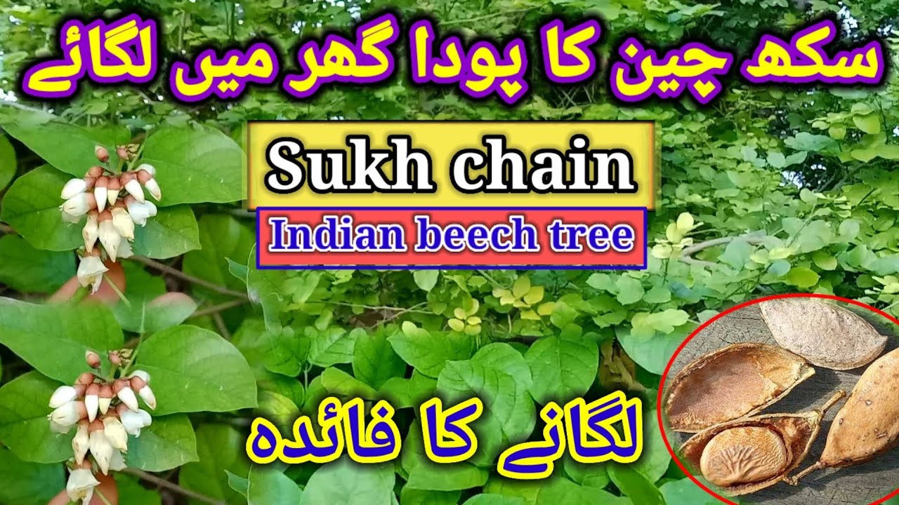 Ghar me sukh chain lagaye || how to grow pongamia pinnata || benefits ...