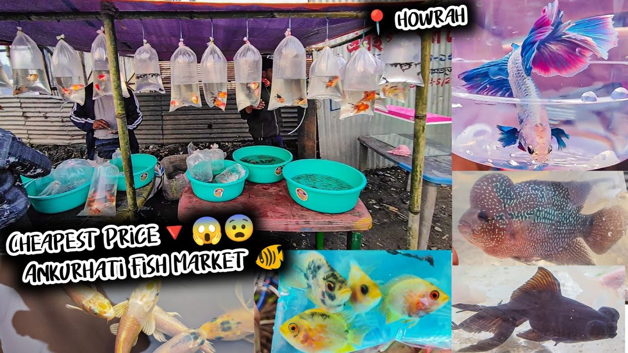 Ankurhati Fish Pet Market | Aquarium Fish Price Update | Ankurhati ...