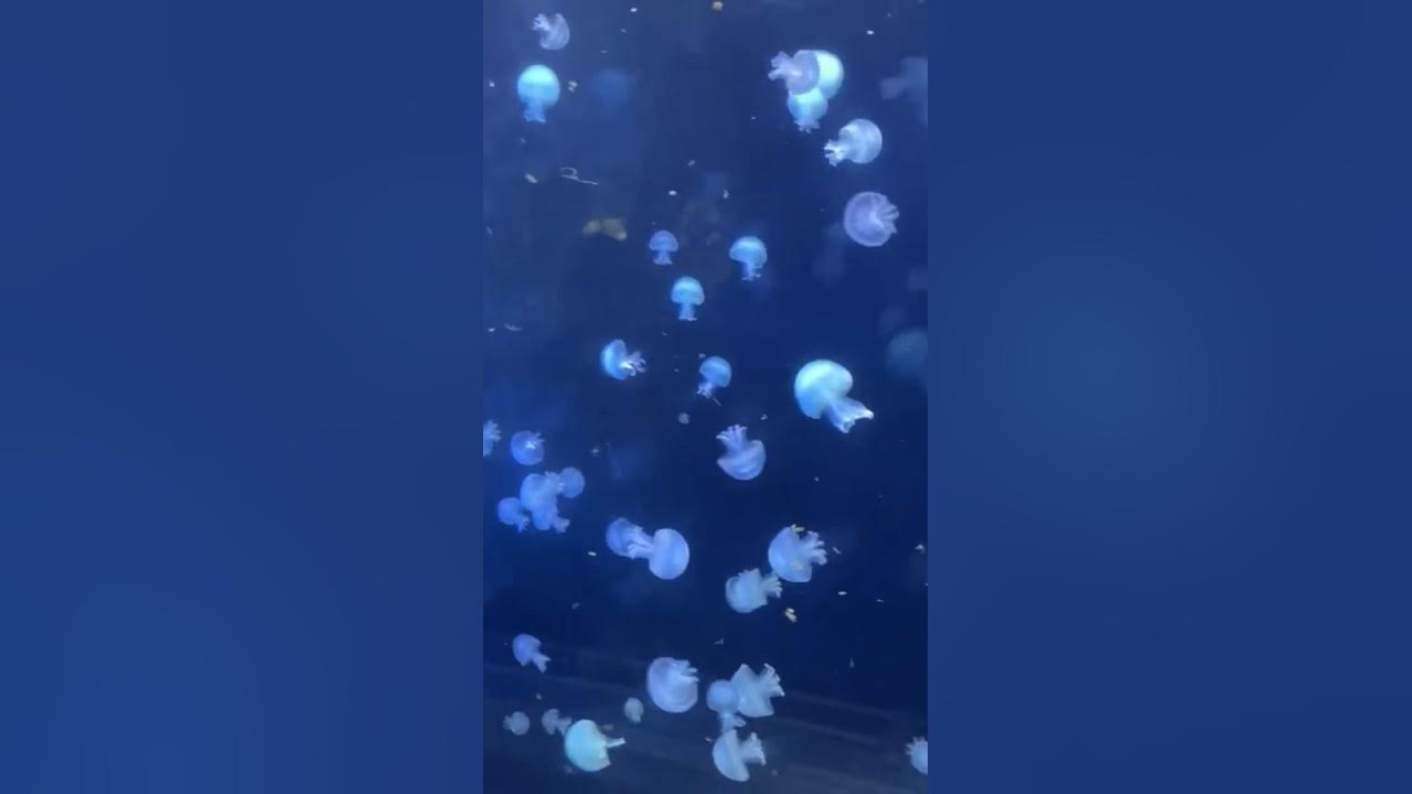 Jellyfish EXPOSED, #shorts #ytshorts - YouTube