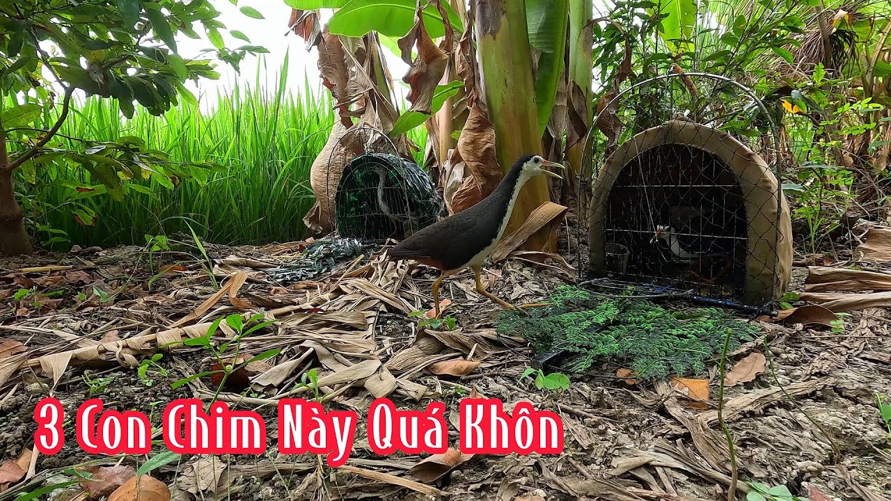 2 Con Mồi Vậy Mà Bắt Được 3 Con Chim Bổi | Đam Mê Săn Bắt - YouTube