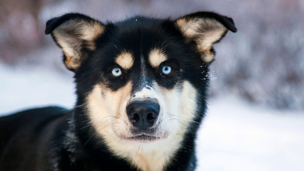 Mohammed clearly didn’t like dogs, and that dislike is baked into Islam ...