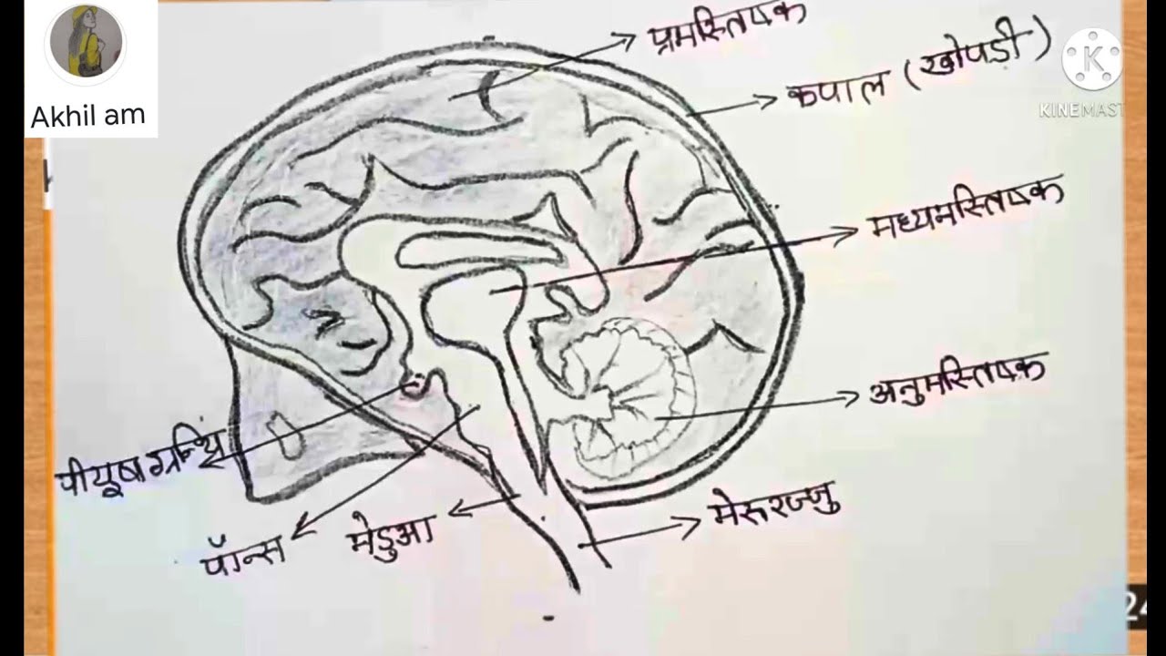 How To Draw Human Brain Human Brain Drawing manav Mastishk Ka Chitra how-to-draw-human-brain-human-brain-drawing-manav-mastishk-ka-chitra