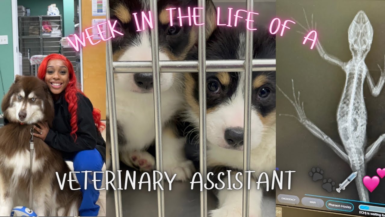 Week as a Veterinary Assistant ! 🐾🦎 - YouTube