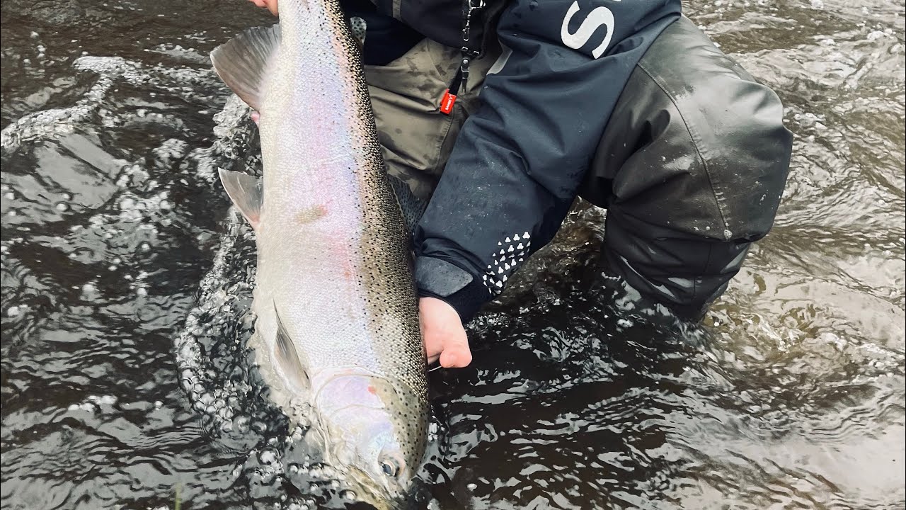 Fishing Steelhead Alley for Huge Steelhead! - YouTube