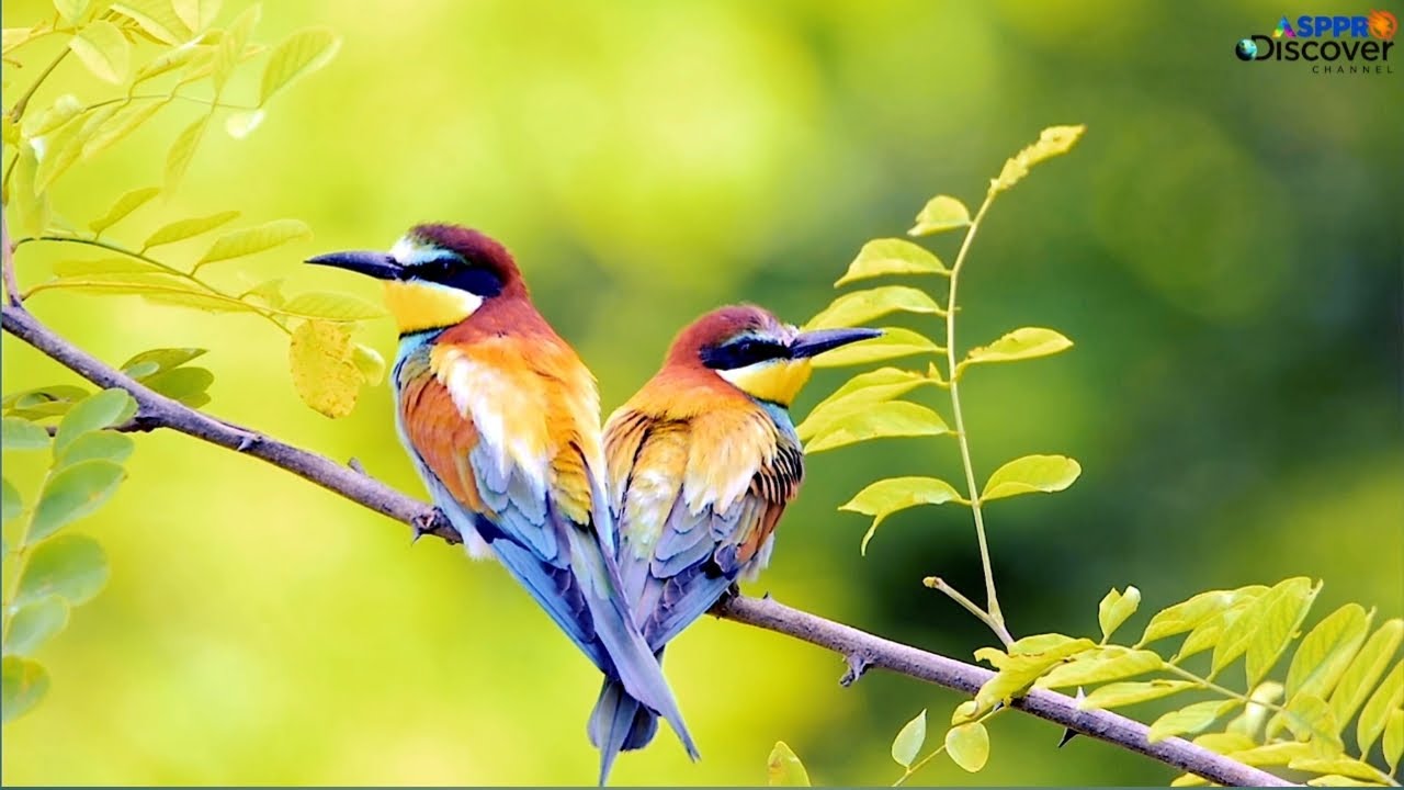 Most Beautiful Brids | Nature Brids 2021 - YouTube