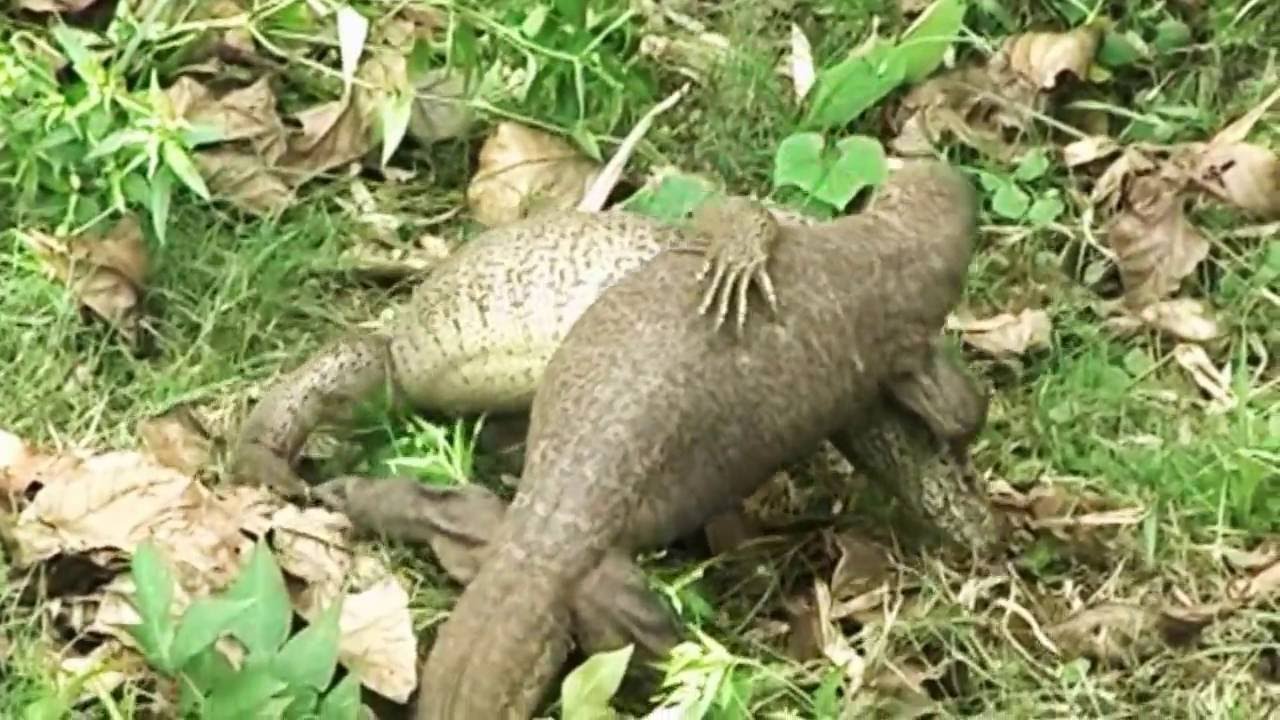 Monitor Lizard Fighting #priyaodisha - YouTube