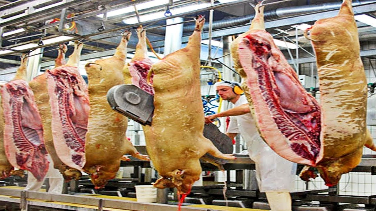 COMO se PROCESA la CARNE de CERDO en la GRANJA más GRANDE del MUNDO🥩 ...