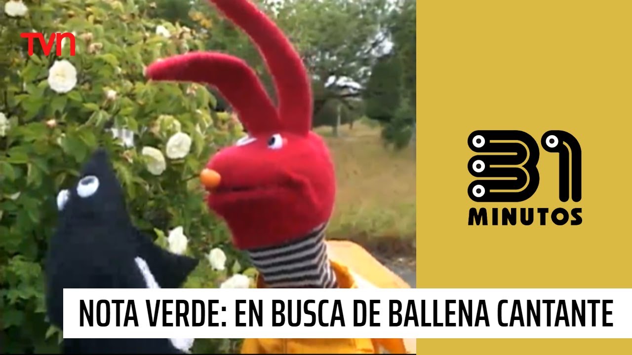 Nota verde: Juan Carlos Bodoque en busca de la ballena cantante | 31 ...