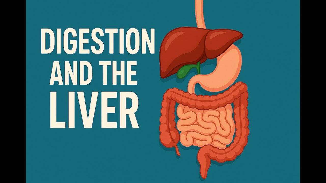 Digestion & the Liver Lesson 3 | Active Transport & Liver Function ...