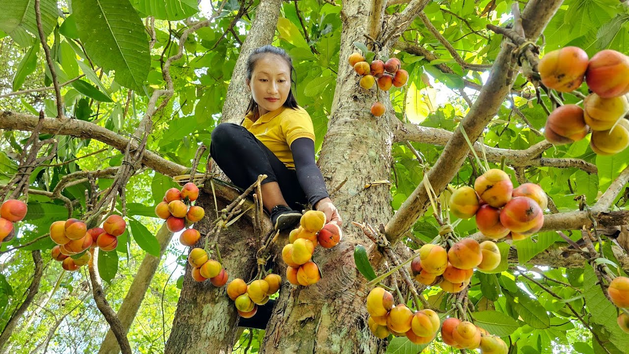 Harvesting Forest Fruits Goes to the market sell - Farm life | Ly Thi ...