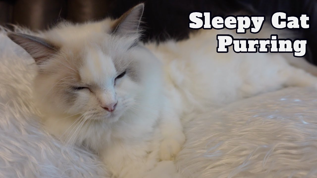 4K Sleepy cat purring 4 hours deep sleep music - YouTube
