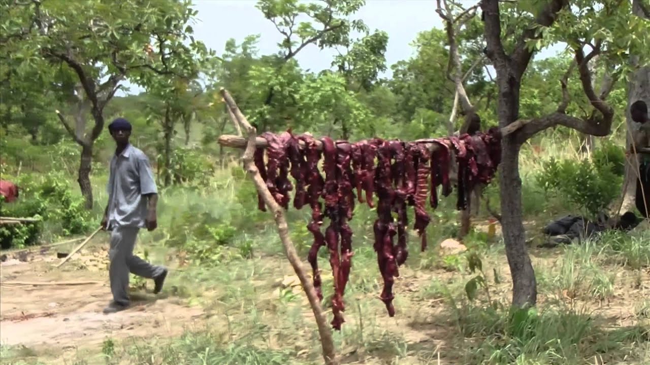 Attack on Poachers' Camp in Cameroon - YouTube