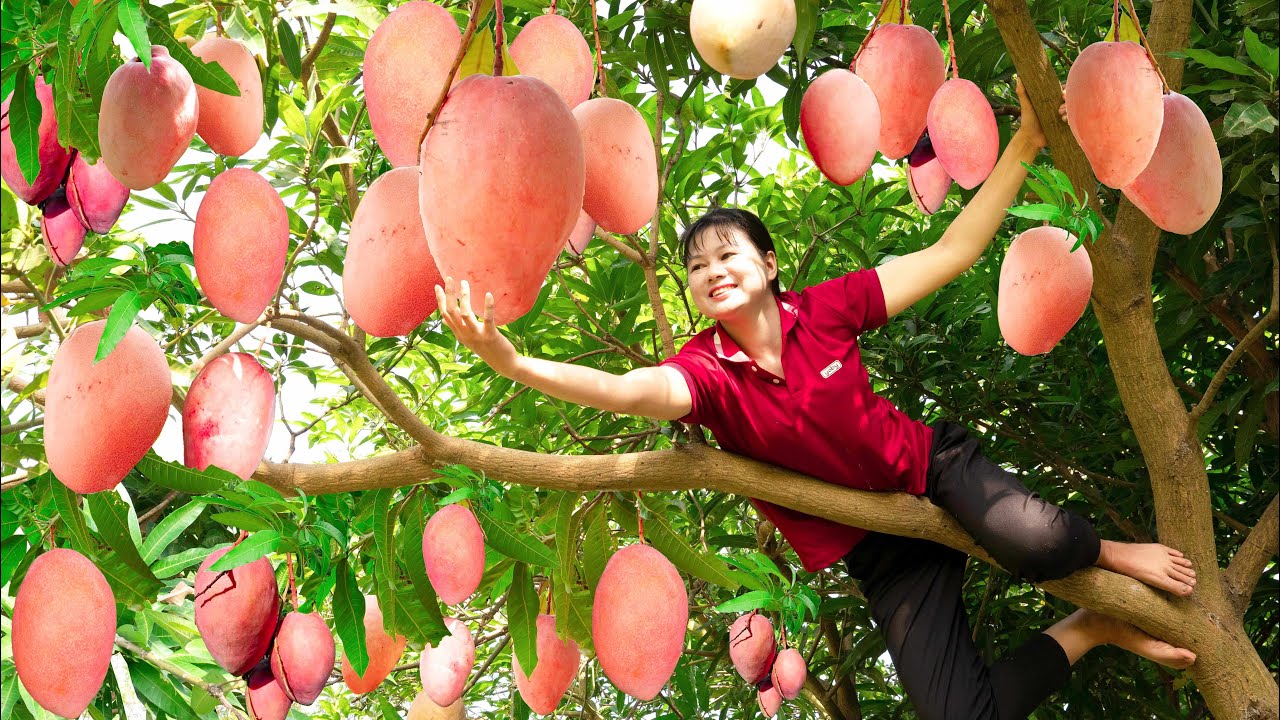 Harvesting Pink Mango - Make crispy fried shredded Mango Goes to market ...