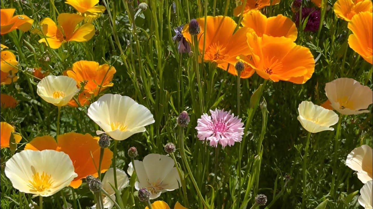 Jack Mane - ONLY YOU - YouTube