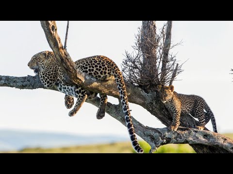 Crazy Wild Animal Moments2 - YouTube