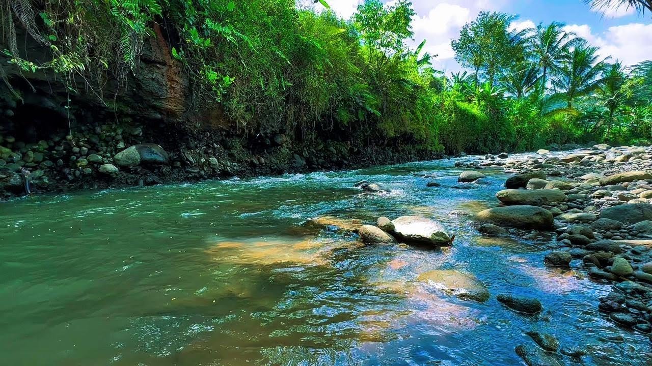 Relaxing River Sounds, Nature Sounds For Sleep, Wild Birds Chirping ...