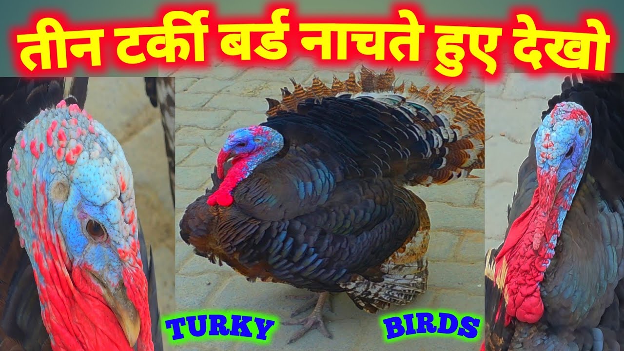 तीन टर्की बर्ड नाचते हुए 🦃 Turkey Bird Dance ,Turkey Birds Sound ...
