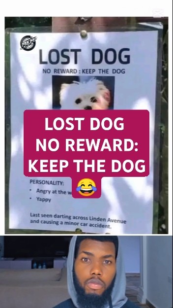 Lost dog, no reward: keep the dog😂😂😅 #memes - YouTube