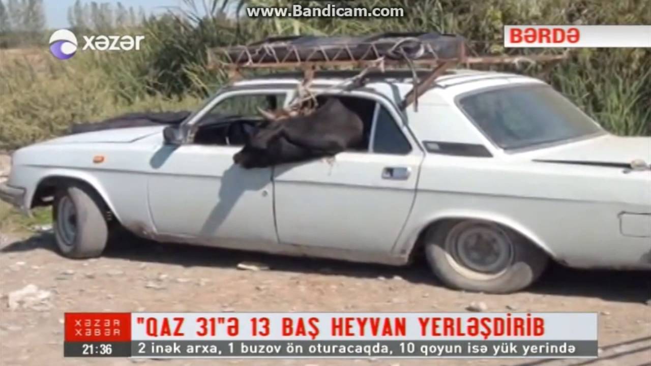 Qaz 31-ə 13 baş heyvan yerləşdirən azərbaycanlı - YouTube