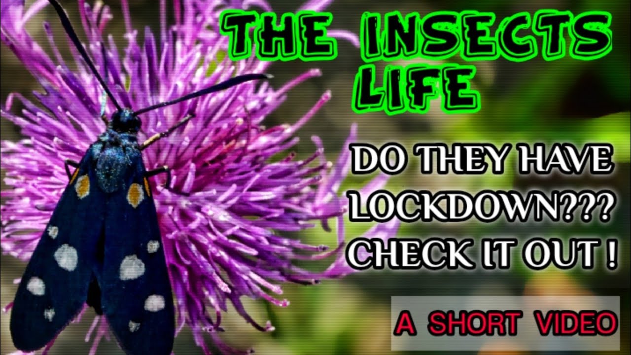 EXPLORE THE LIFE OF INSECTS | DO THEY HAVE LOCKDOWN !???😉 - YouTube