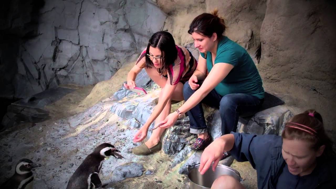 The Penguin Proposal - YouTube