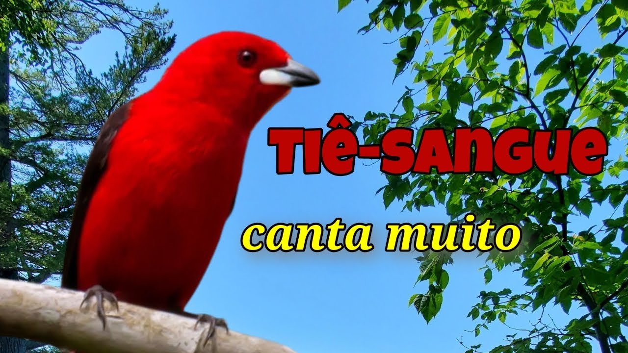 Tiê-sangue, sangue de boi Ramphocelus bresilius cantando muito. - YouTube