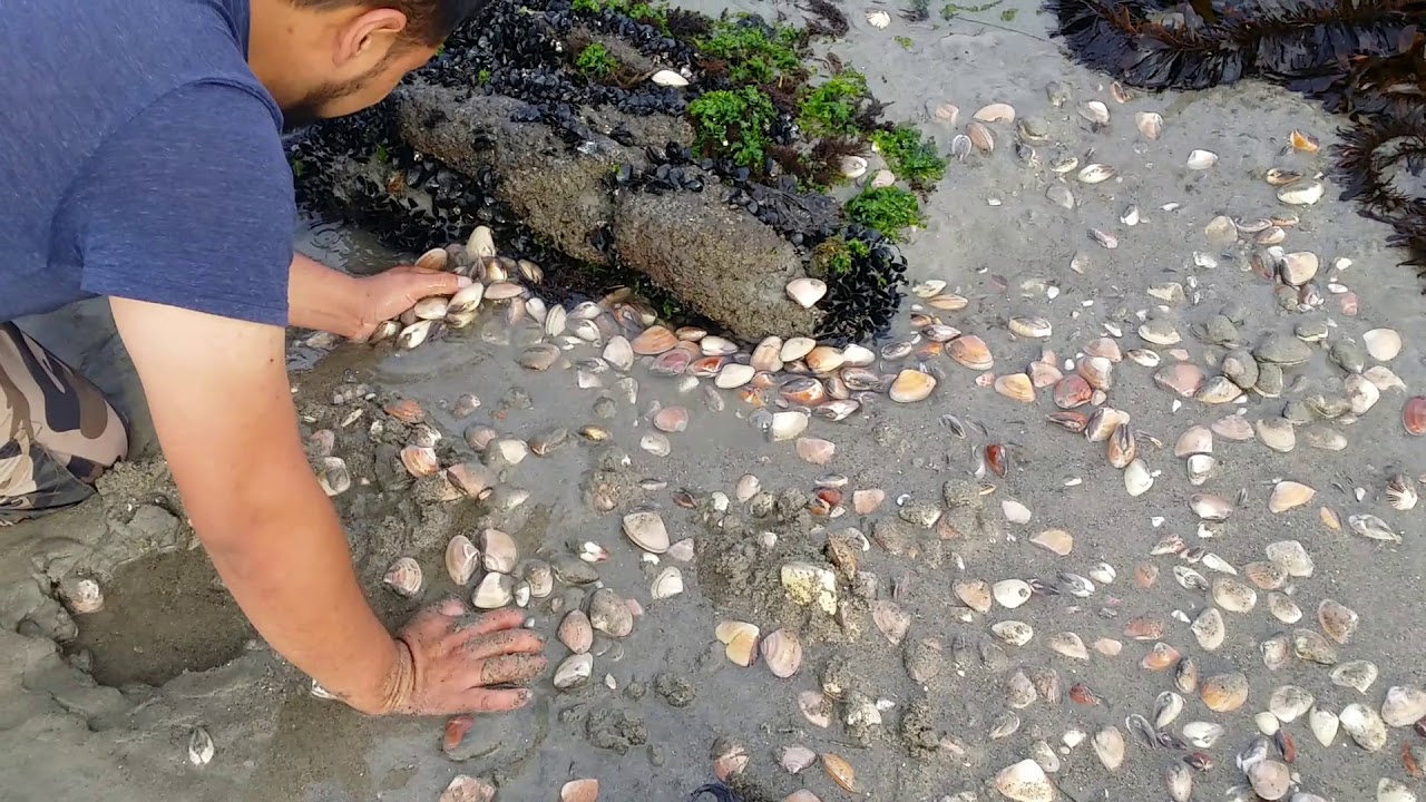 Lleno de almejas en la playa , clam beach ensenada - YouTube