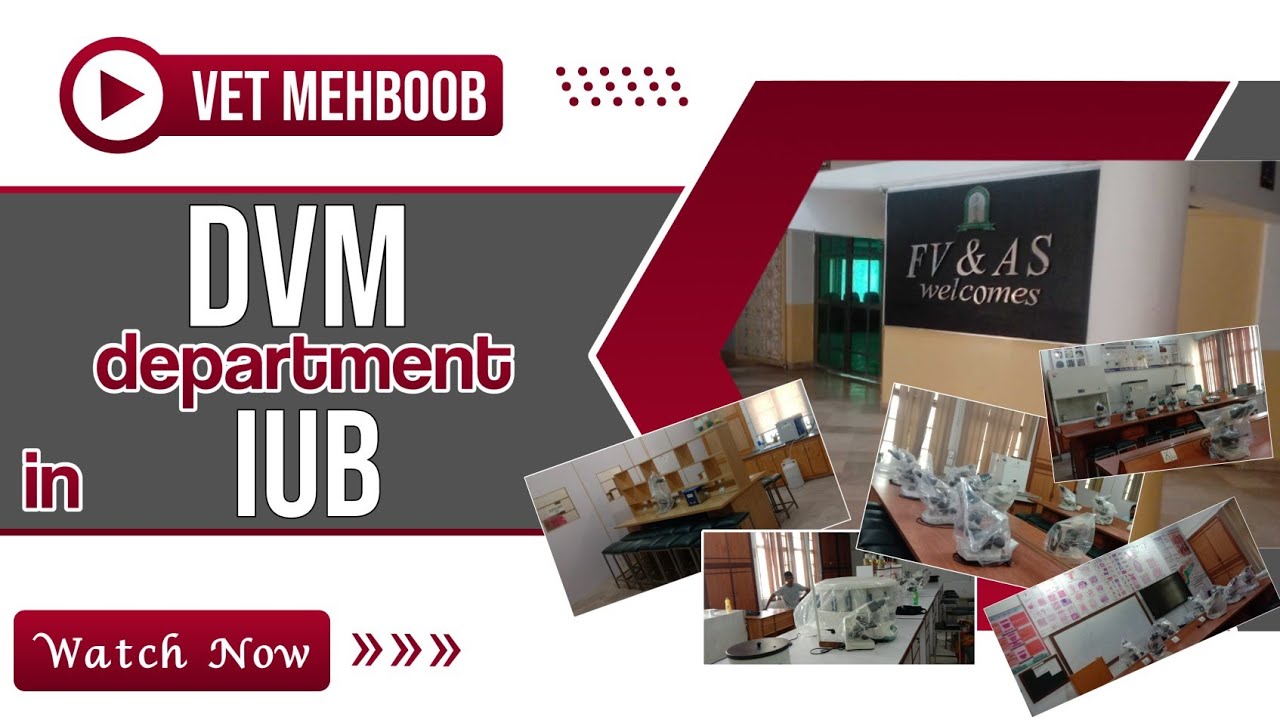DVM Department in IUB || DVM dept || - YouTube
