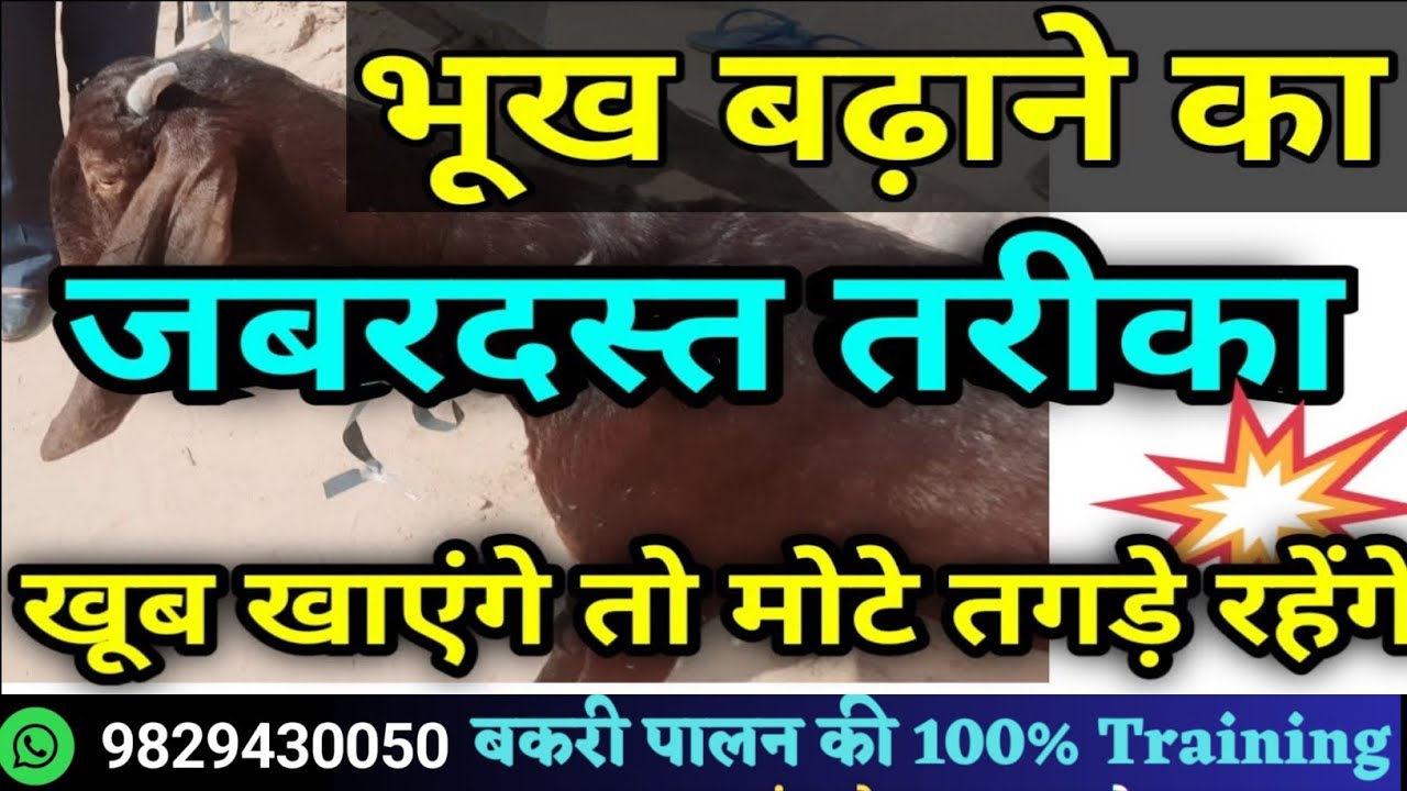 बकरे बकरी की भूख बढ़ाने का तरीका Goat Appetite Stimulant /bakriyon ki ...