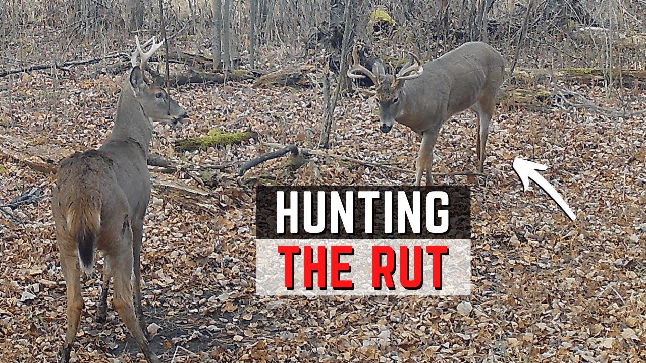 Hunting The Rut - YouTube