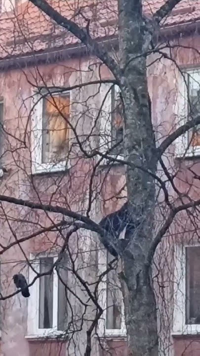 Ворона и кот - YouTube