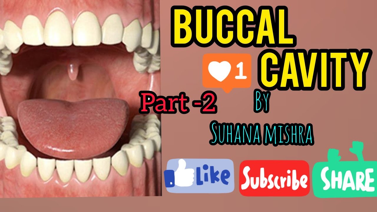 Mouth and Buccal cavity ( Part - 2)/human physiology by suhana mishra ...