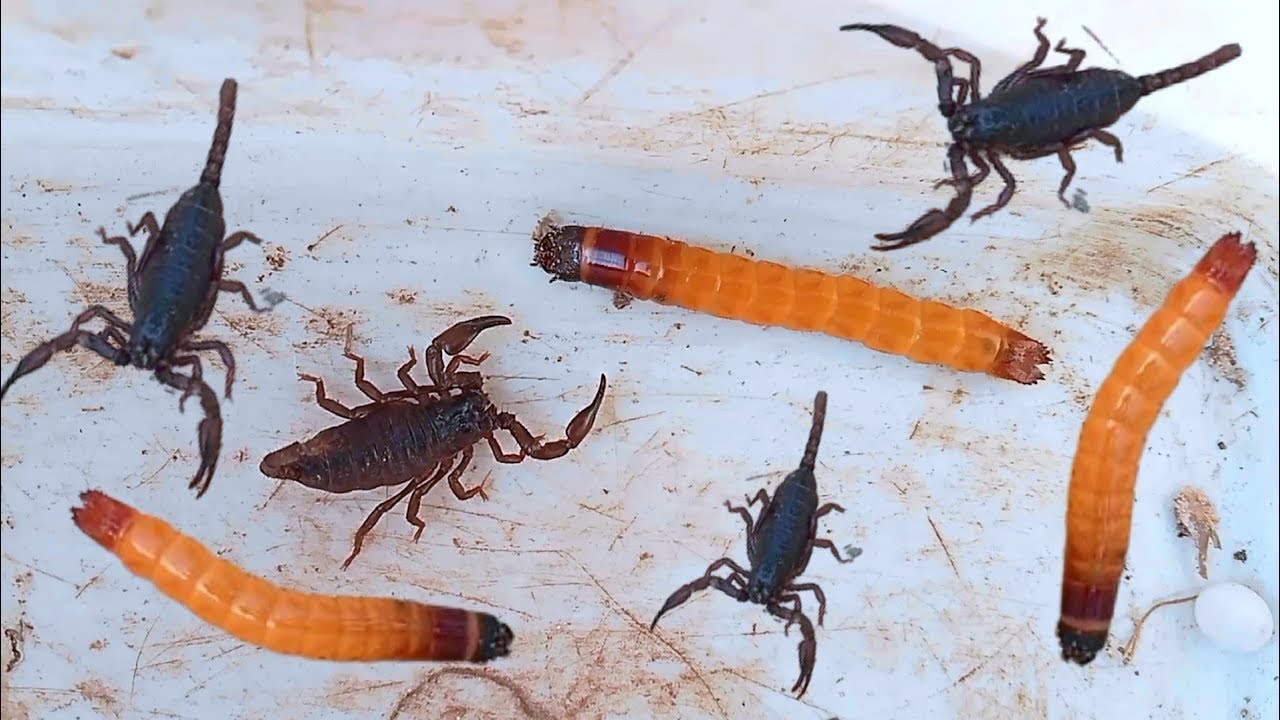 Catch and observe a huge giant scorpion and unique animals - Nature ...