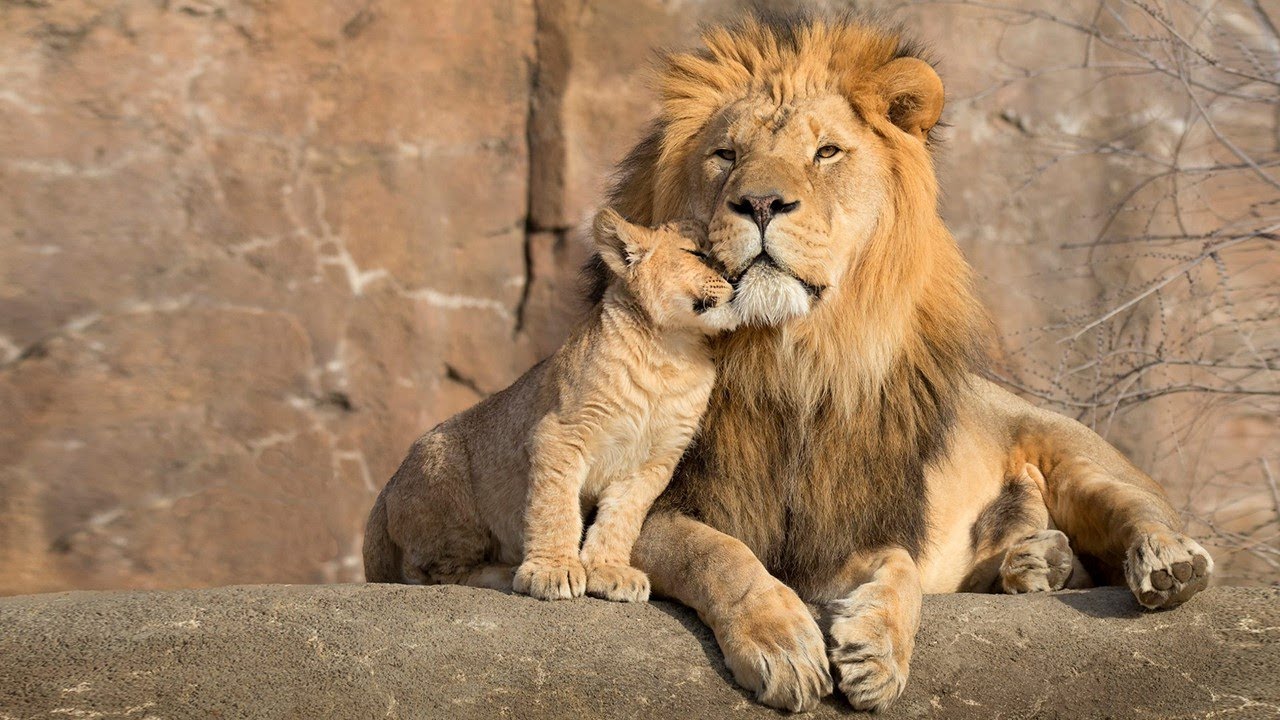 The Amazing Facts About the Three Oldest Lions in the World - YouTube