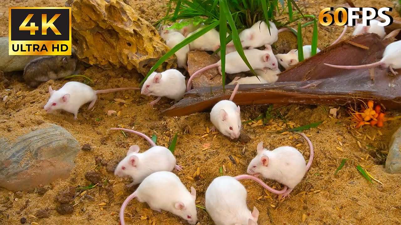 CAT TV: Cheeky Mice Scurry and Snack Under the Leaves | 4K 60FPS Cat TV ...