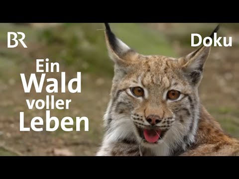 Im Lamer Winkel | Versteckte Paradiese | Bayern erleben | Doku | BR