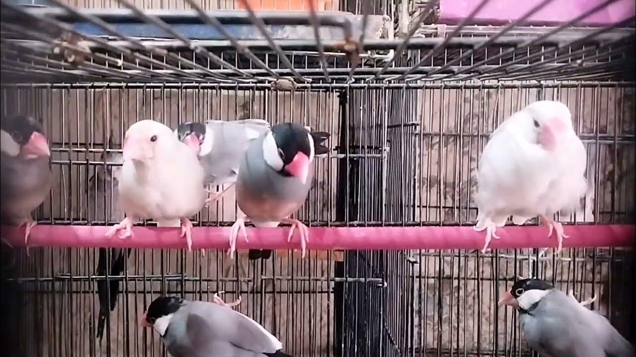 Java birds complete information - YouTube