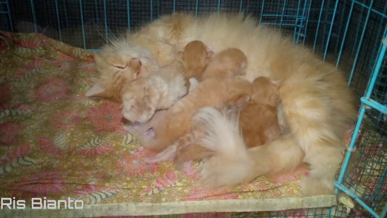 Proses kelahiran kucing oren persia - YouTube