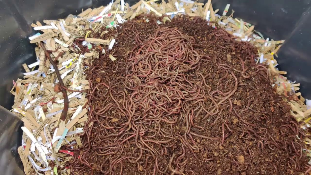 Vermicomposting Project - YouTube