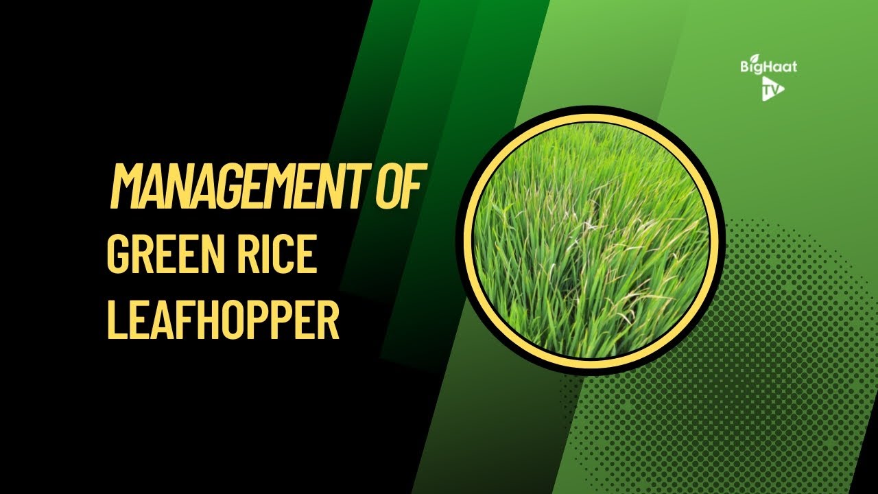 Management of Green Rice Leafhopper - YouTube